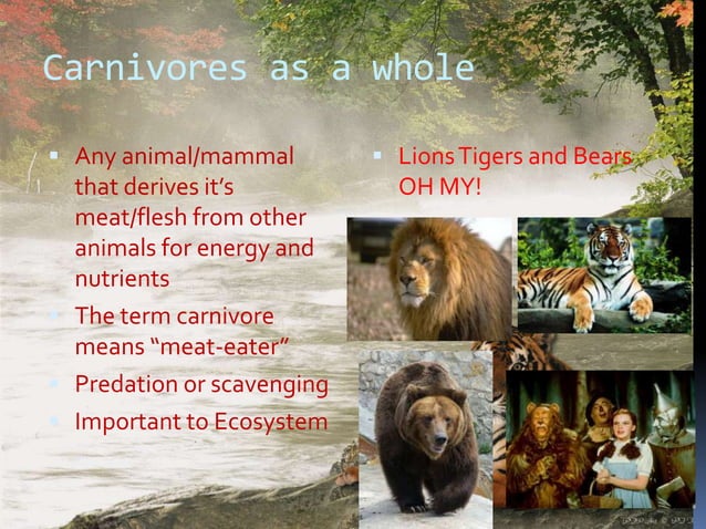 Carnivores | PPTX
