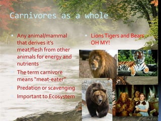 Carnivore Examples