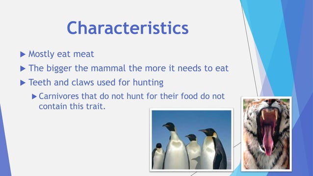 Carnivores | PPT