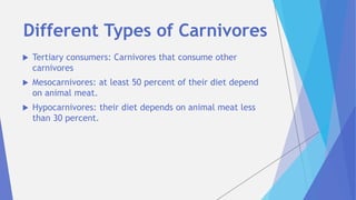 Carnivores | PPTX