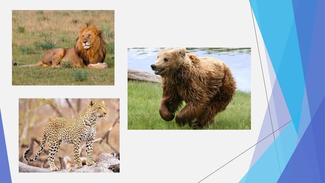 Carnivores | PPT
