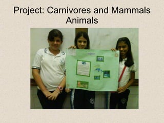 Carnivores And Mammals Animals- 8th year D | PPT | Reptiles | Pets