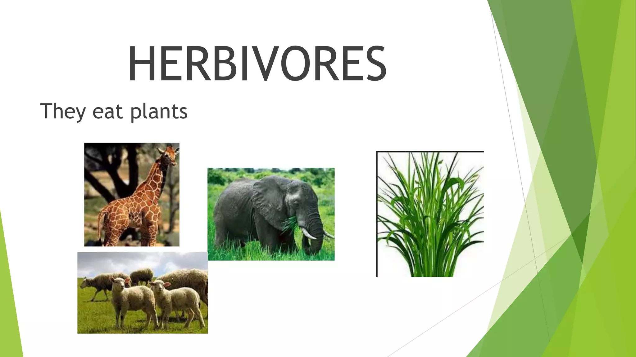 Carnivores, herbivores and omnivores | PPTX