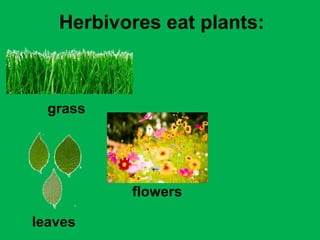 Carnivores herbivores omnivores blog | PPT
