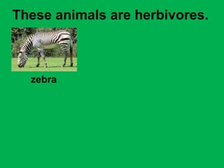 Carnivores herbivores omnivores blog | PPT