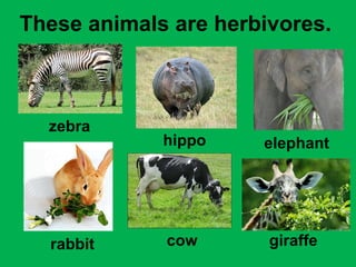 Carnivores herbivores omnivores blog | PPT | Vegetarian Diets | Food ...