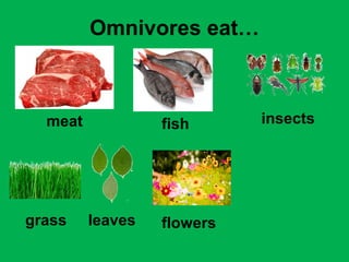 Carnivores herbivores omnivores blog | PPT