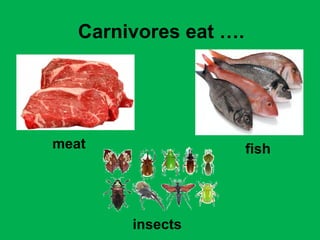 Carnivores herbivores omnivores blog | PPT