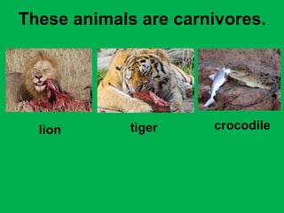 Carnivores herbivores omnivores blog | PPT | Vegetarian Diets | Food ...