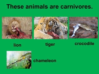 Carnivores herbivores omnivores blog | PPT | Vegetarian Diets | Food ...