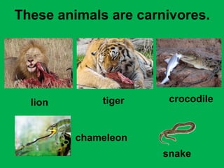 Carnivores herbivores omnivores blog | PPT | Vegetarian Diets | Food ...