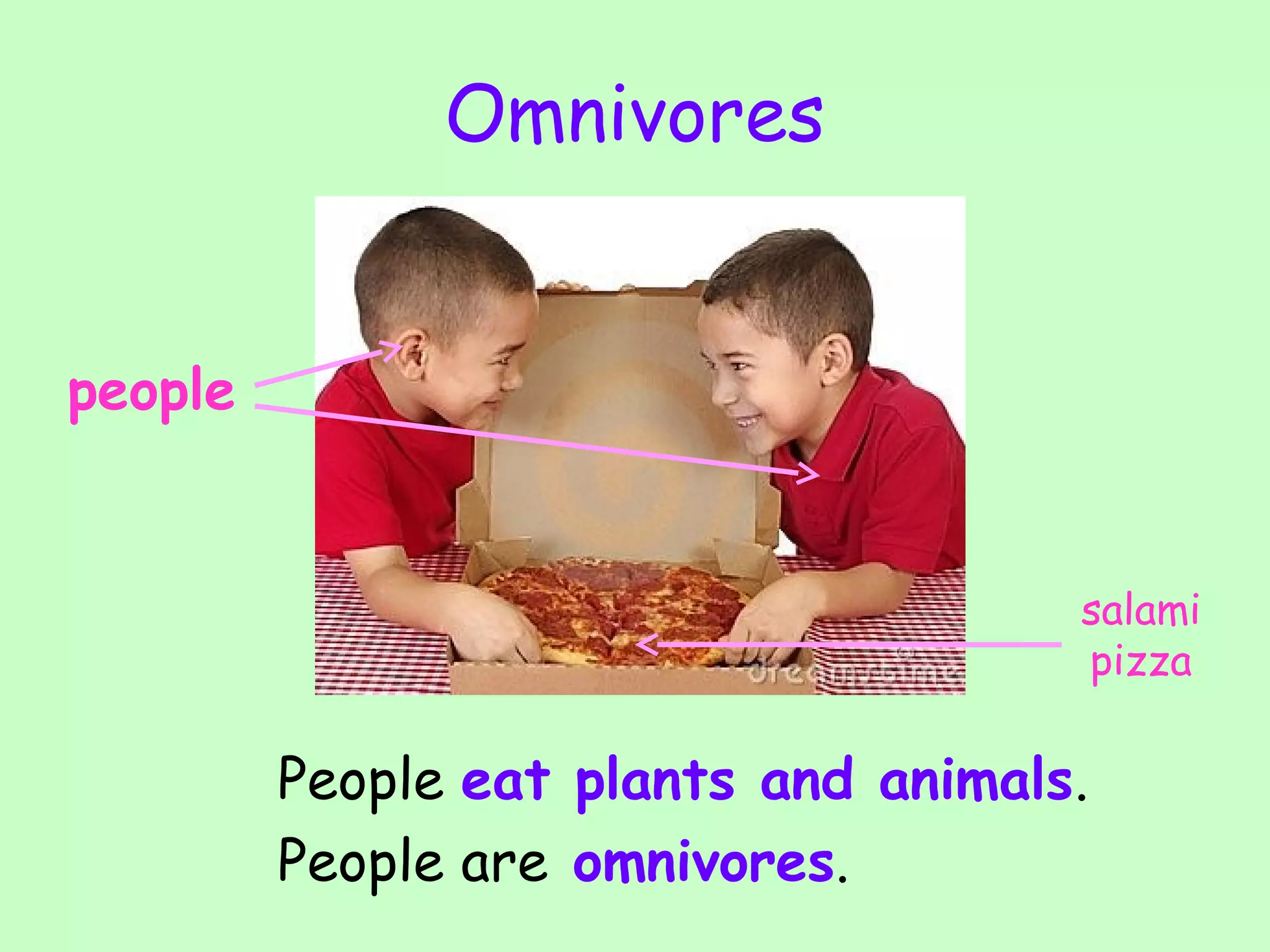 Carnivores herbivores omnivores_KAH | PPT
