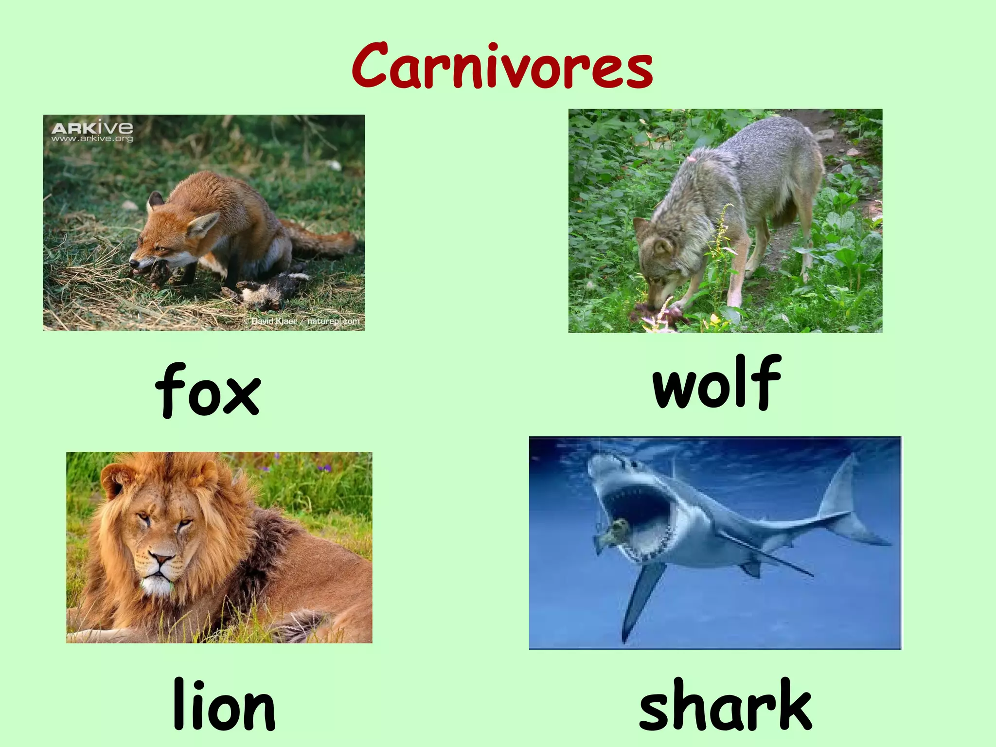 Carnivores herbivores omnivores_KAH | PPT