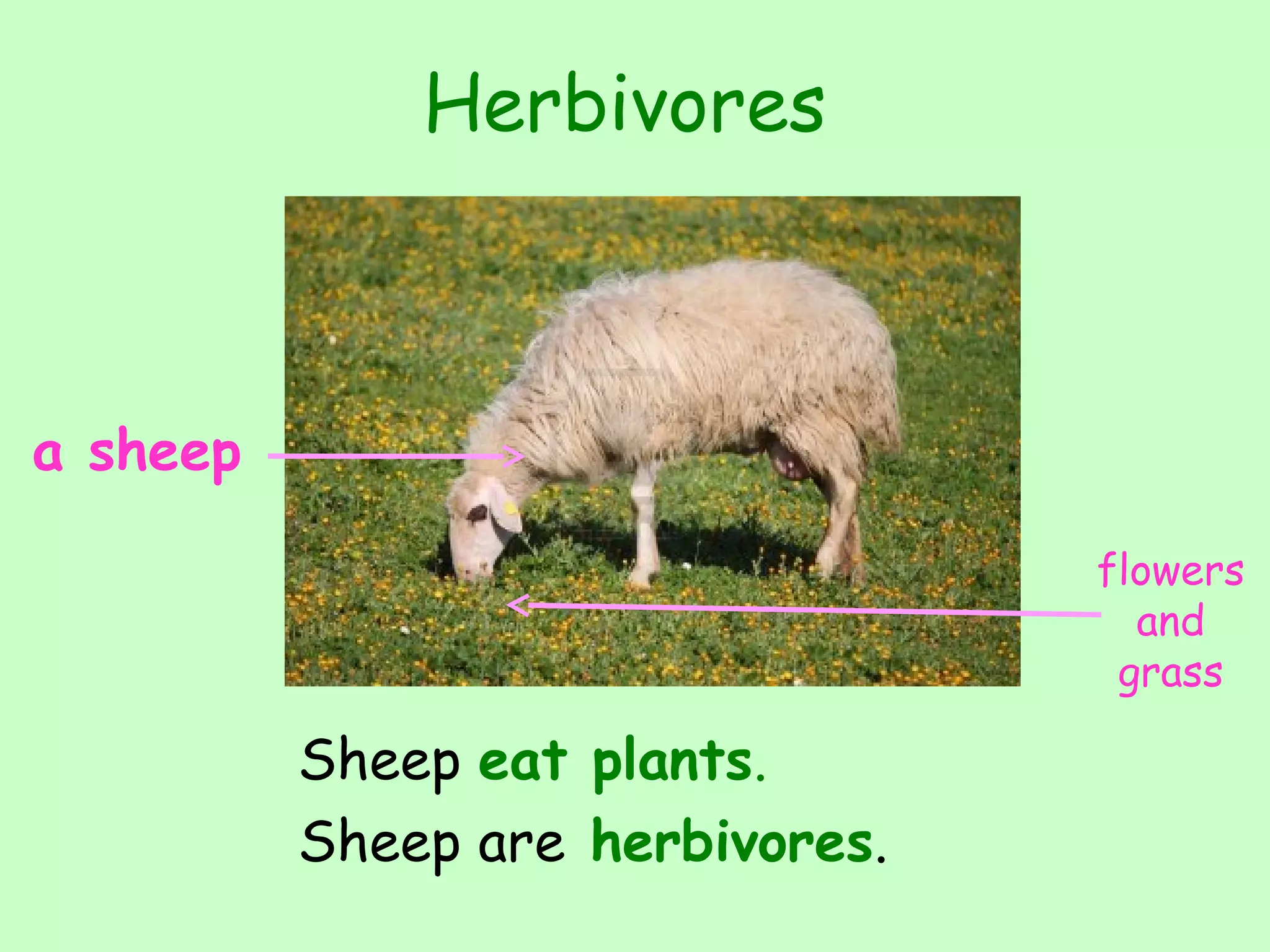Carnivores herbivores omnivores with examples | PPT