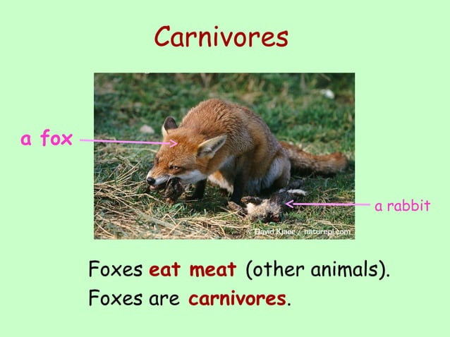 Carnivores herbivores omnivores with examples | PPT | Vegetarian Diets ...