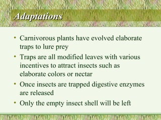 Carnivorous plants by Trisha rai | PPT