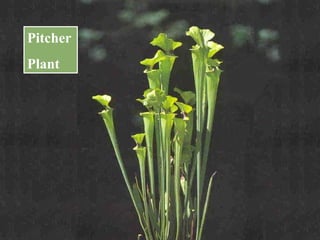 Carnivorous plants by Trisha rai | PPT