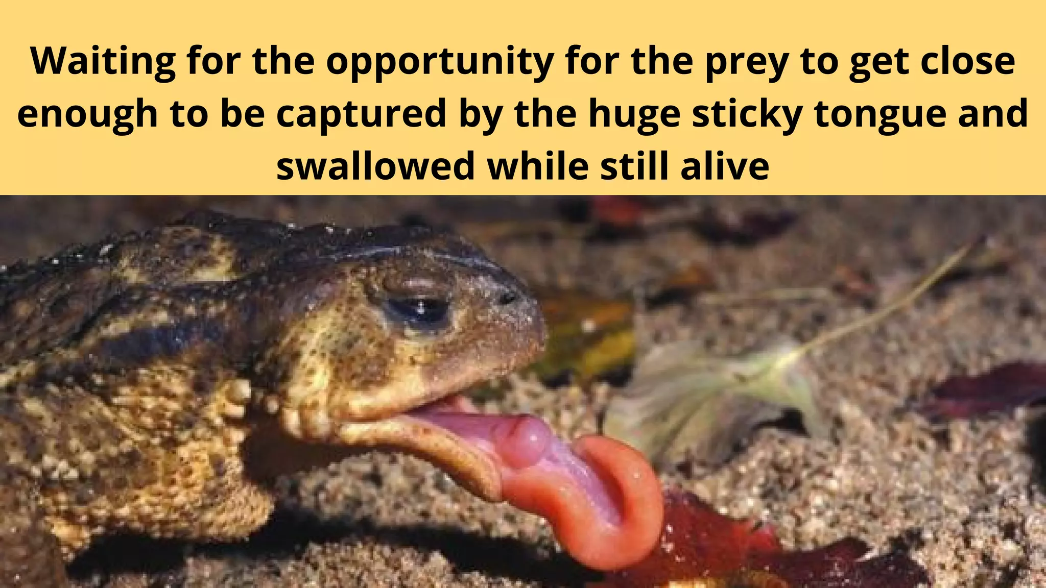 carnivorous frog.pdf