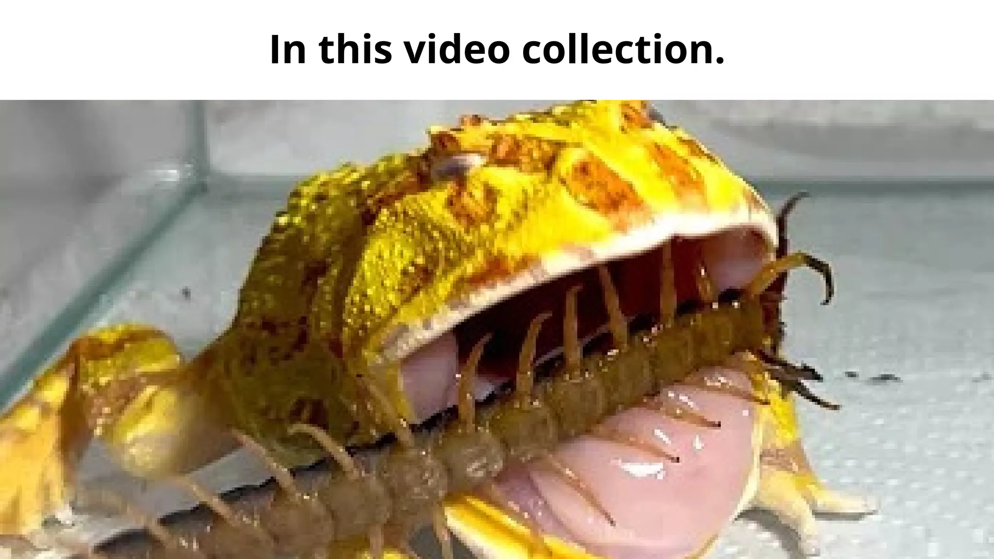 carnivorous frog.pdf