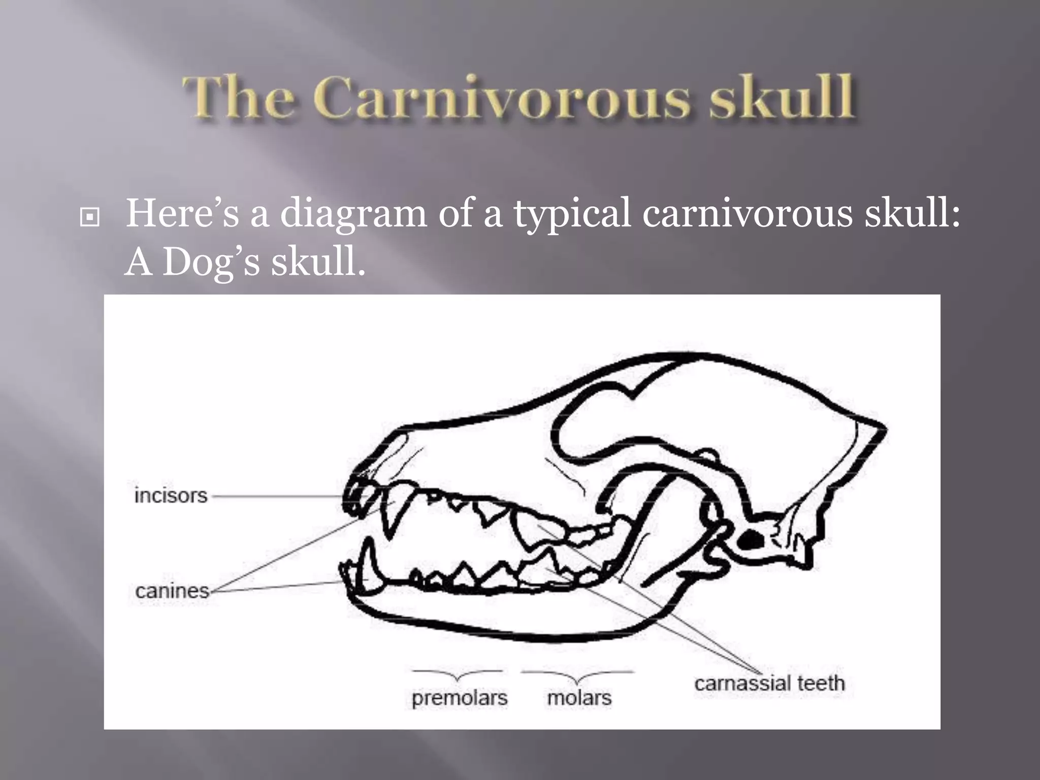 Carnivorous & herbivorous skulls | PPSX