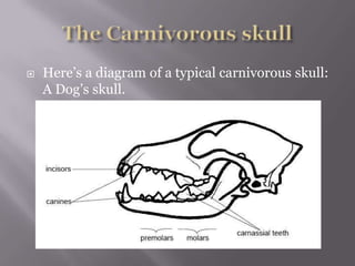 Carnivores Teeth Diagram
