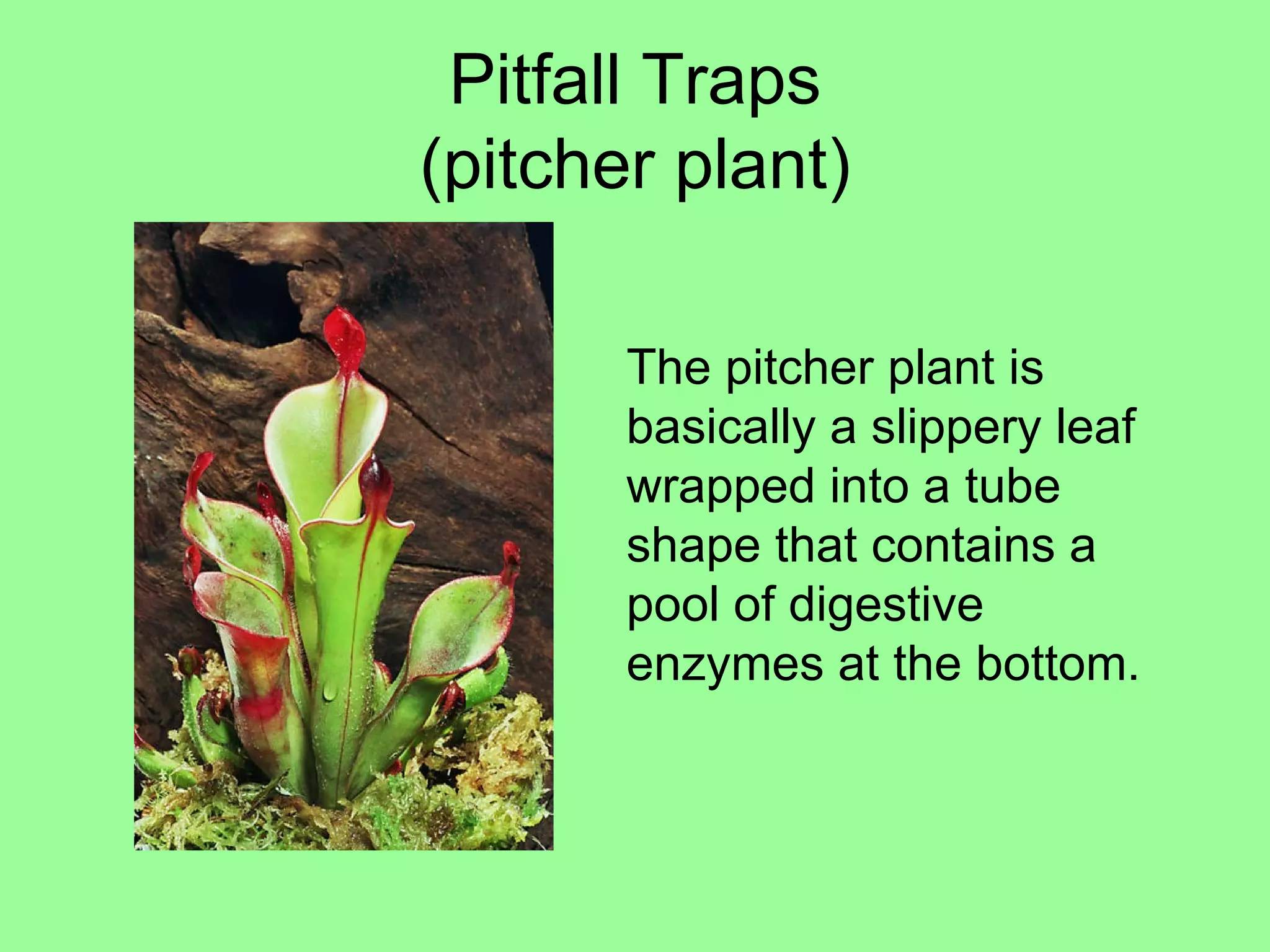 Carnivorous plant | PPT