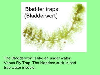Carnivorous plant | PPT