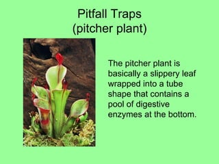 Carnivorous plant | PPT