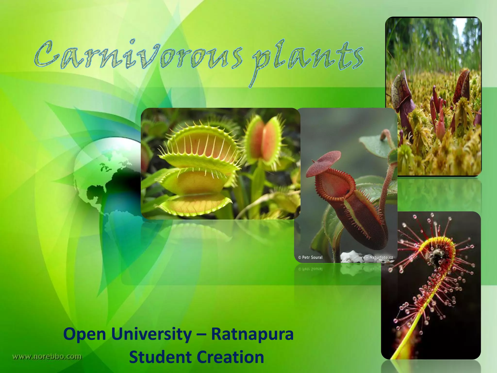 Carnivorous plants | PDF