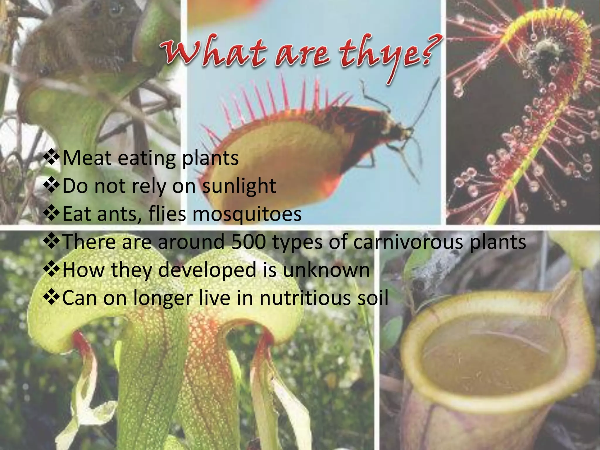 Carnivorous plants | PPT