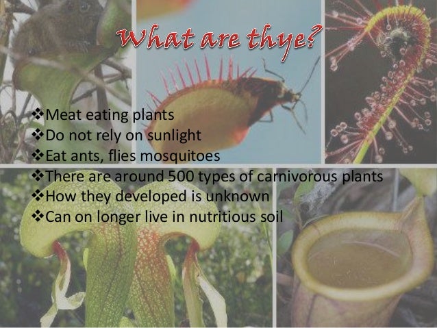 How Carnivorous Plants Developed Their Taste For Prey