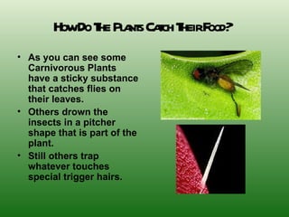 Carnivorous plants1a (1) | PPT | Gardening | Home & Garden