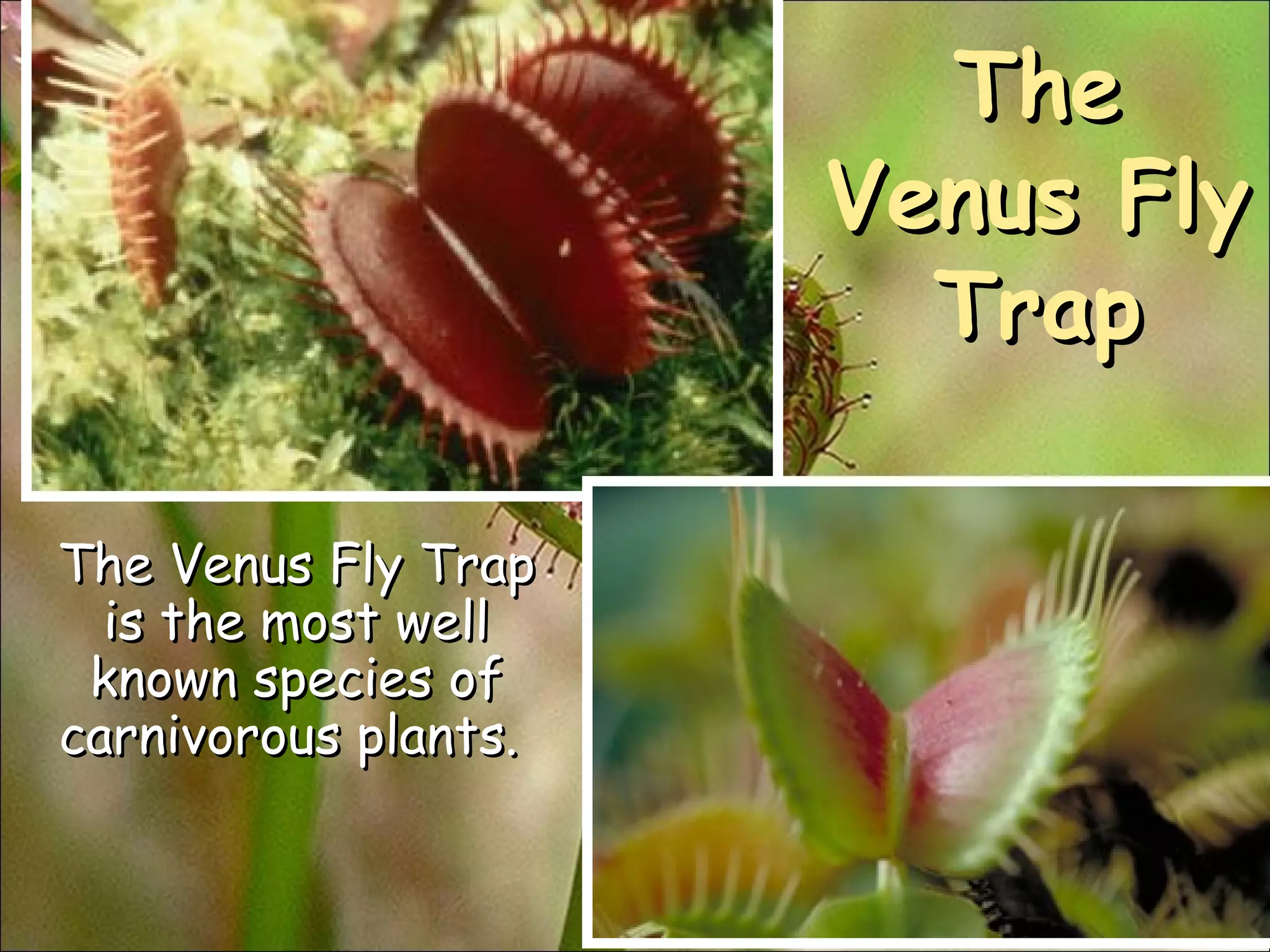 Insectivorous Plants | PPT