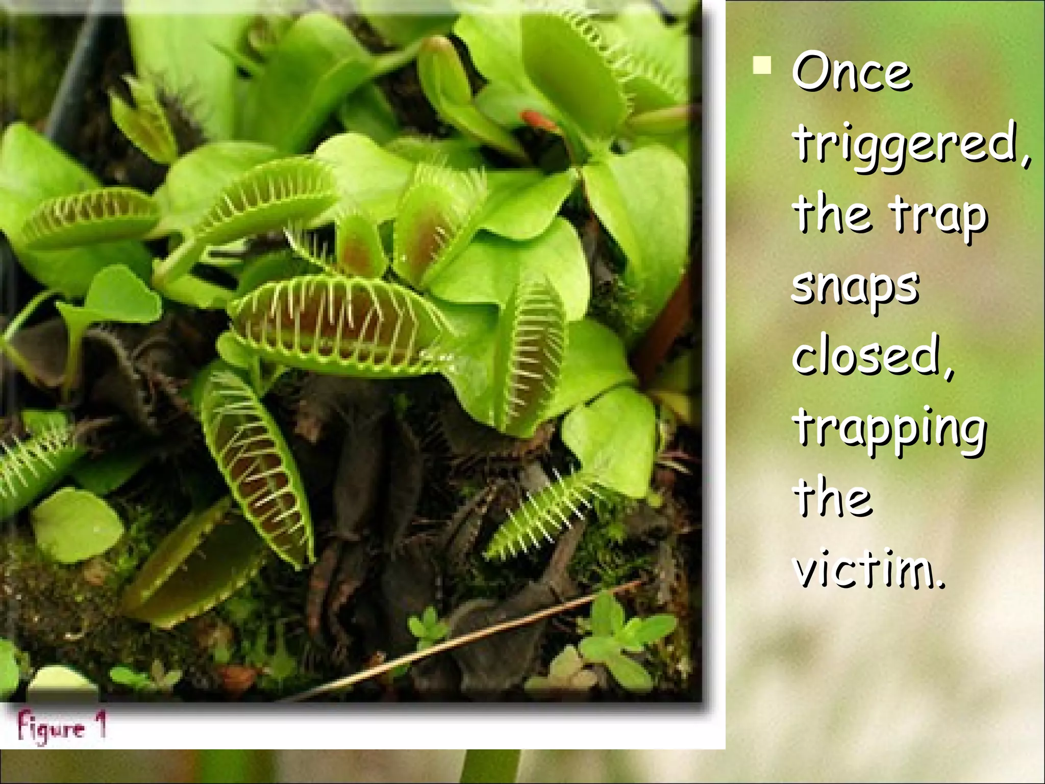 Insectivorous Plants | PPT