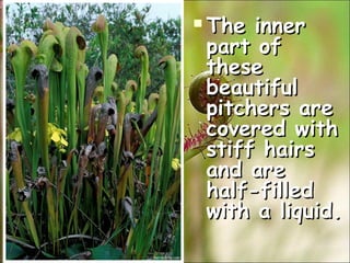 Insectivorous Plants | PPT