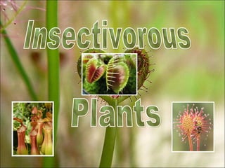 Insectivorous Plants | PPT