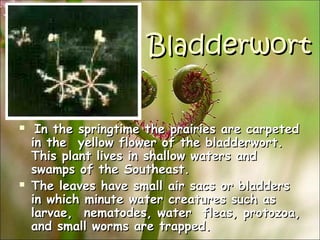 Insectivorous Plants | PPT