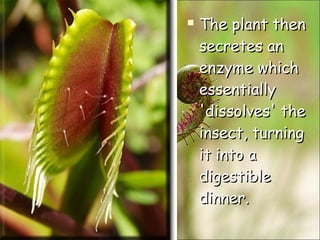 Insectivorous Plants | PPT