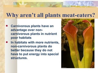 Insectivorous Plants Information For Kids