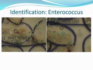 Bacterial recontamination of hands following handwashing in India ...