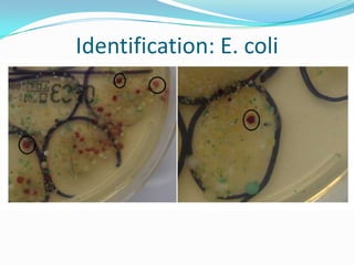 Bacterial recontamination of hands following handwashing in India ...