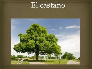 El Castaño | PPT
