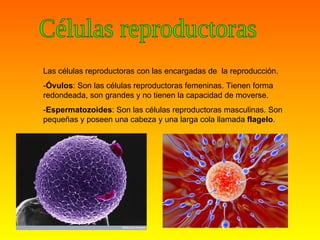 Carolina y sandra ruiz.Reproducción humana | PPT