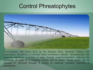 Phreatophytes