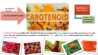 carotene and lycopene estimation.pptx