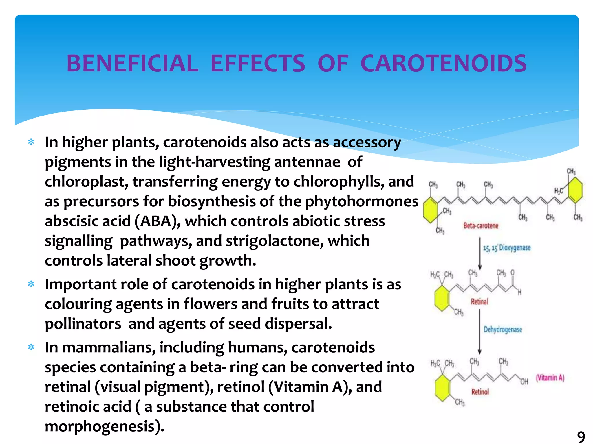 Carotenoids biosynthetic pathway | PPTX