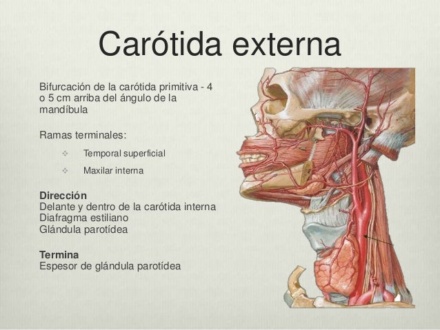 Carótida Externa