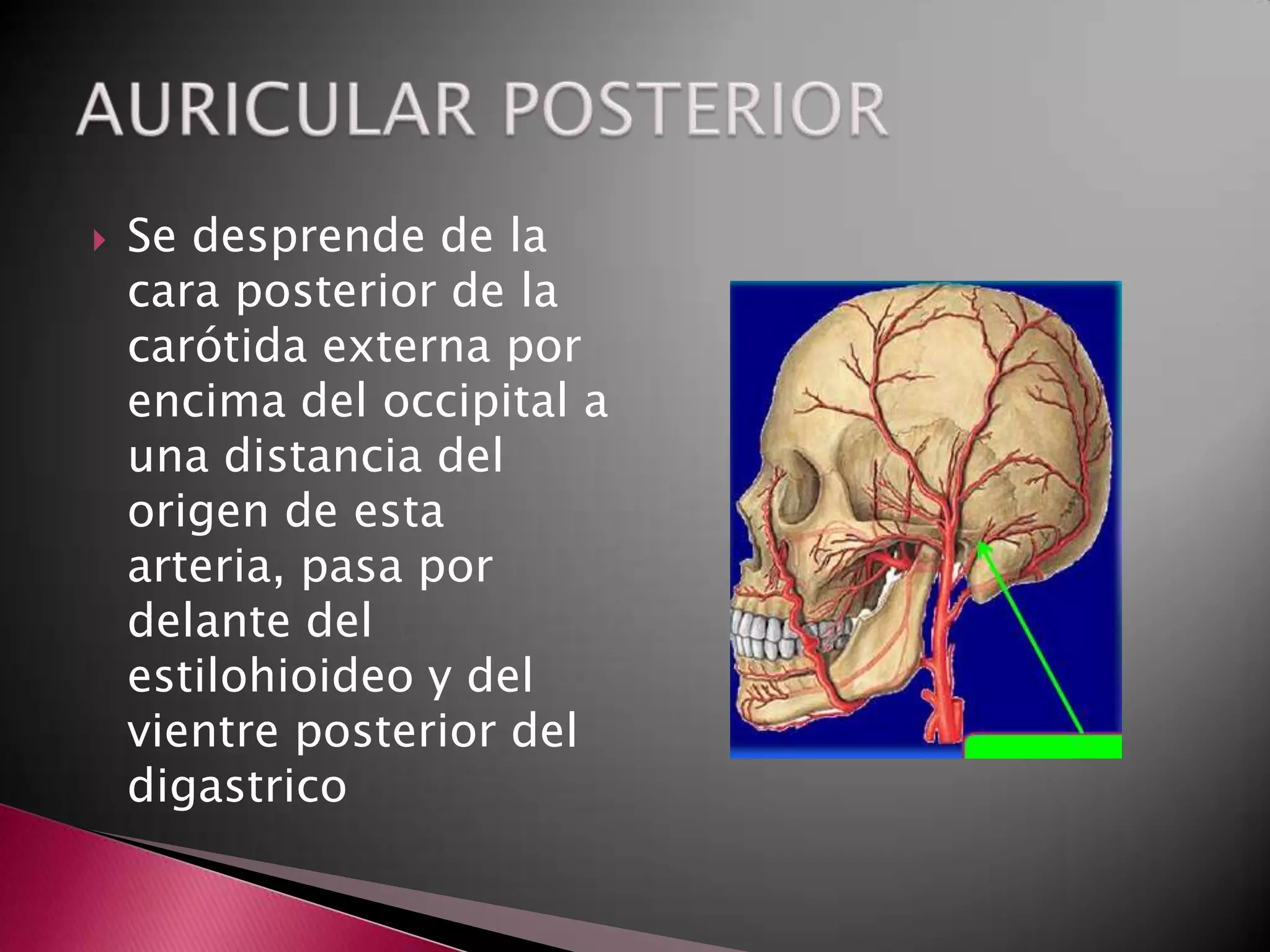 Carotida externa (1) | PPTX
