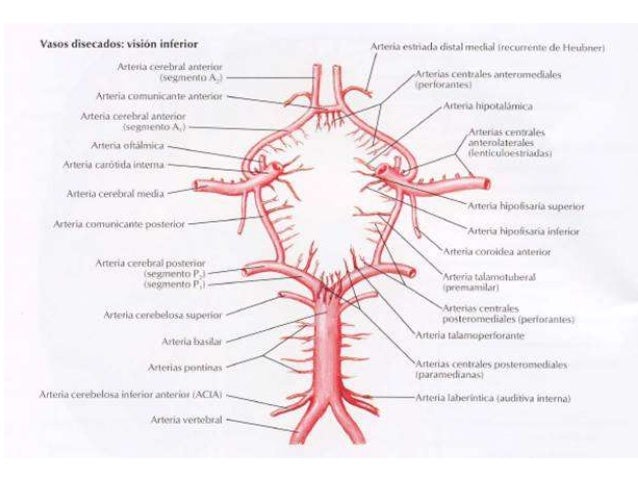 Carotida Interna