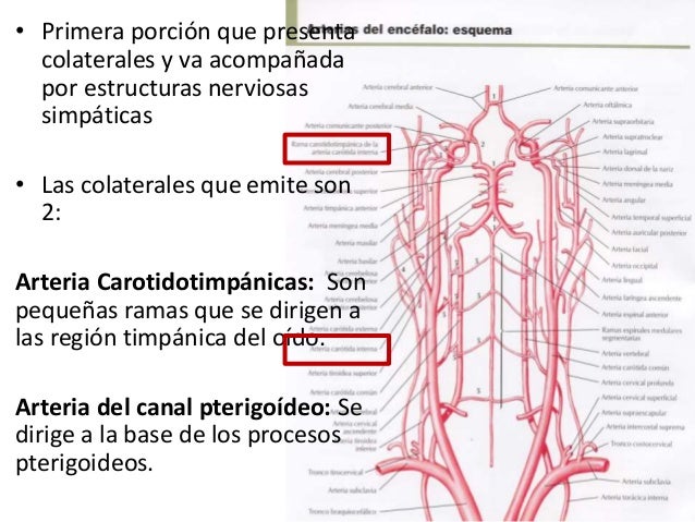 Carotida interna